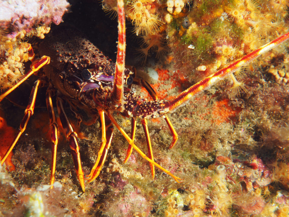 Crostacei - Pesce fuor d'acqua