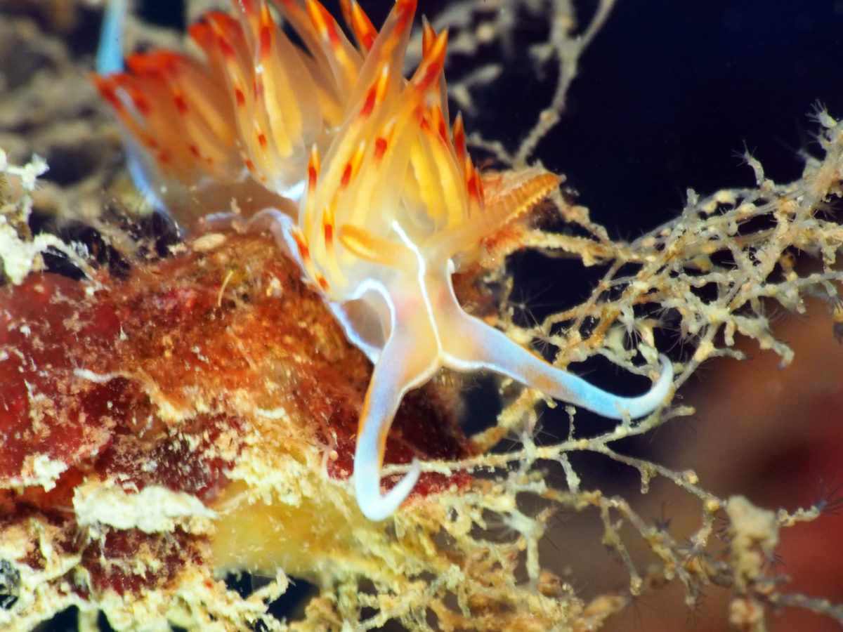 Gasteropodi - Pesce fuor d'acqua