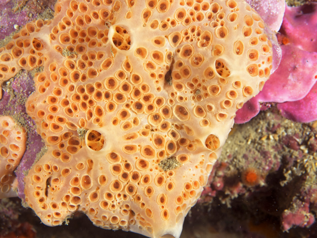 Poriferi - Pesce fuor d'acqua