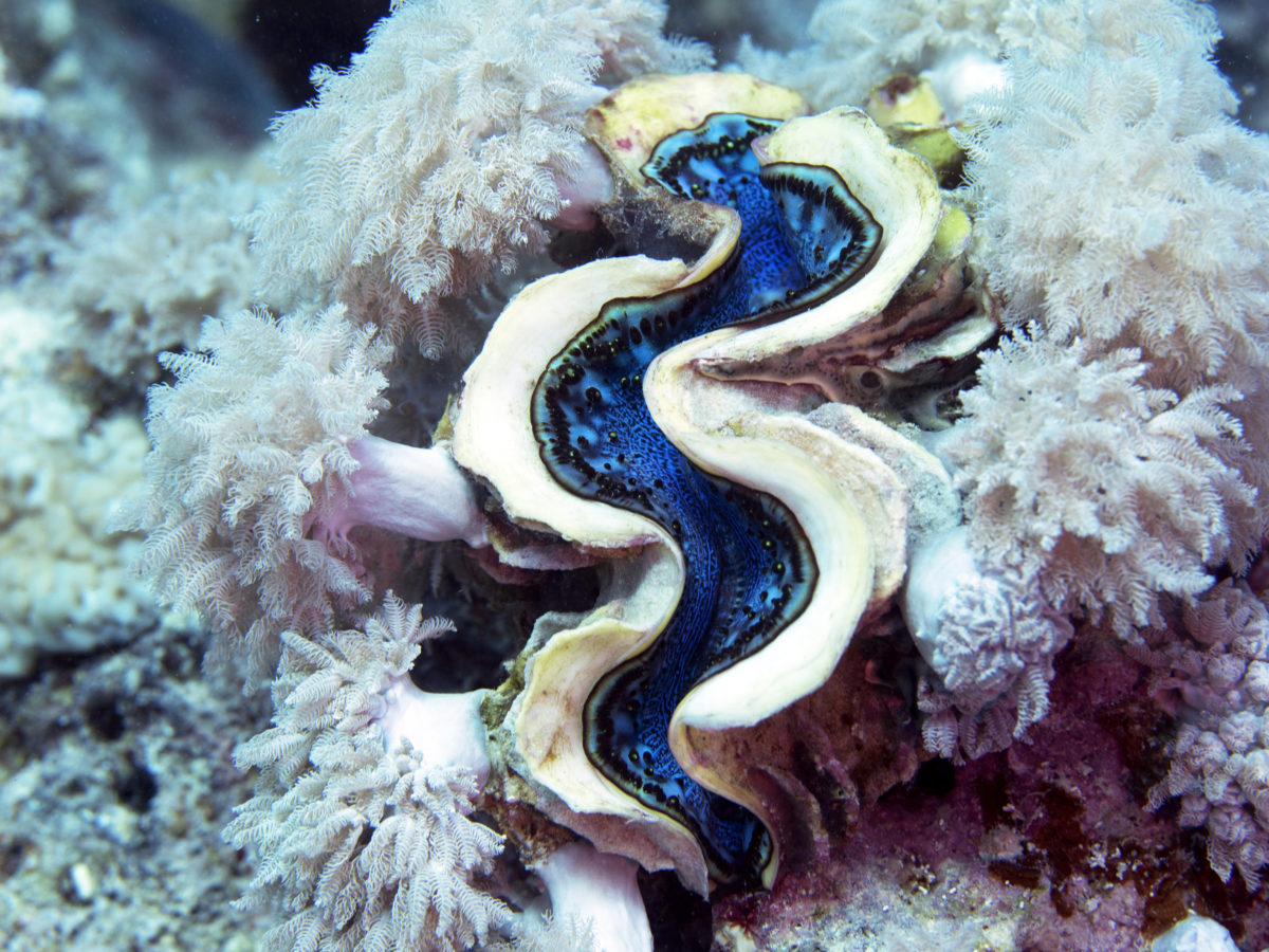 Bivalvi - Pesce fuor d'acqua